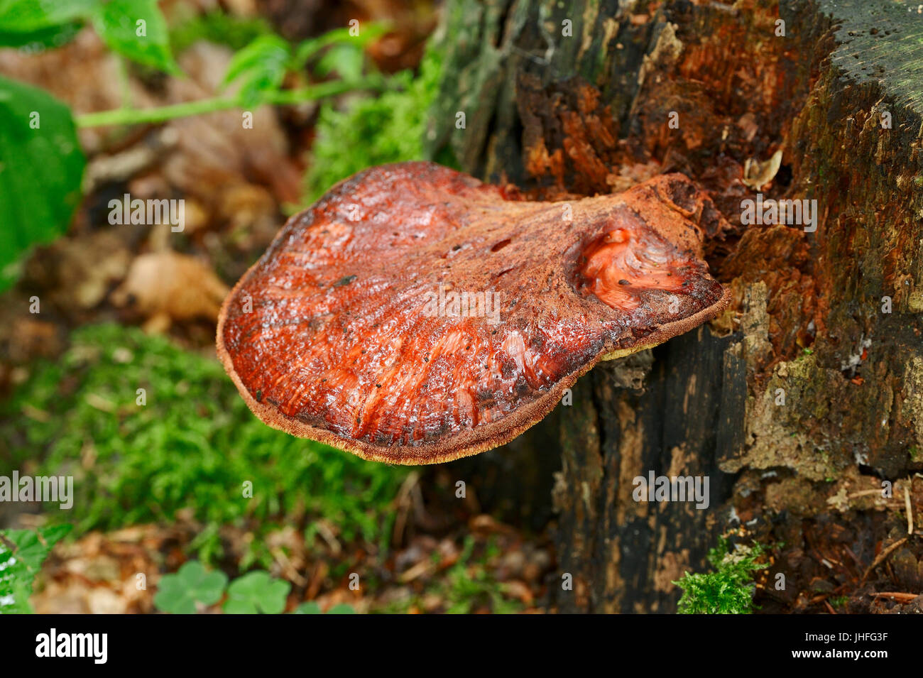 Beefsteak Fungus, Rhine-Westphalia, Germany / (Fistulina hepatica ...