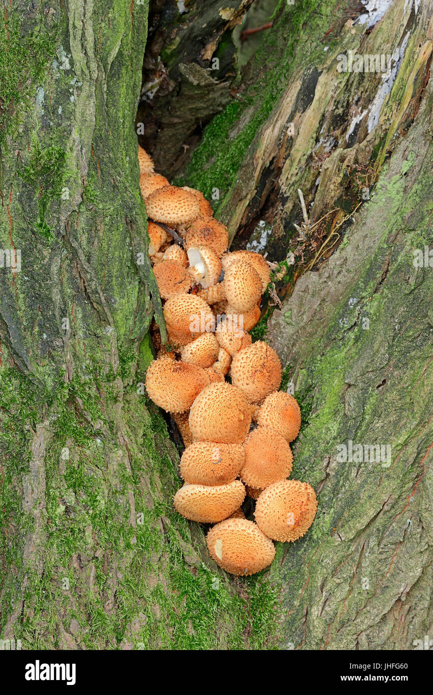 Pholiota squarros hi-res stock photography and images - Alamy