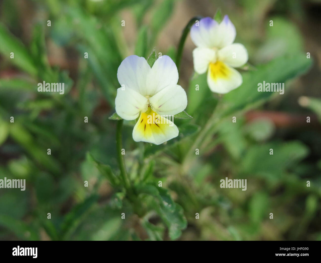 Pansy subspecies hi-res stock photography and images - Alamy