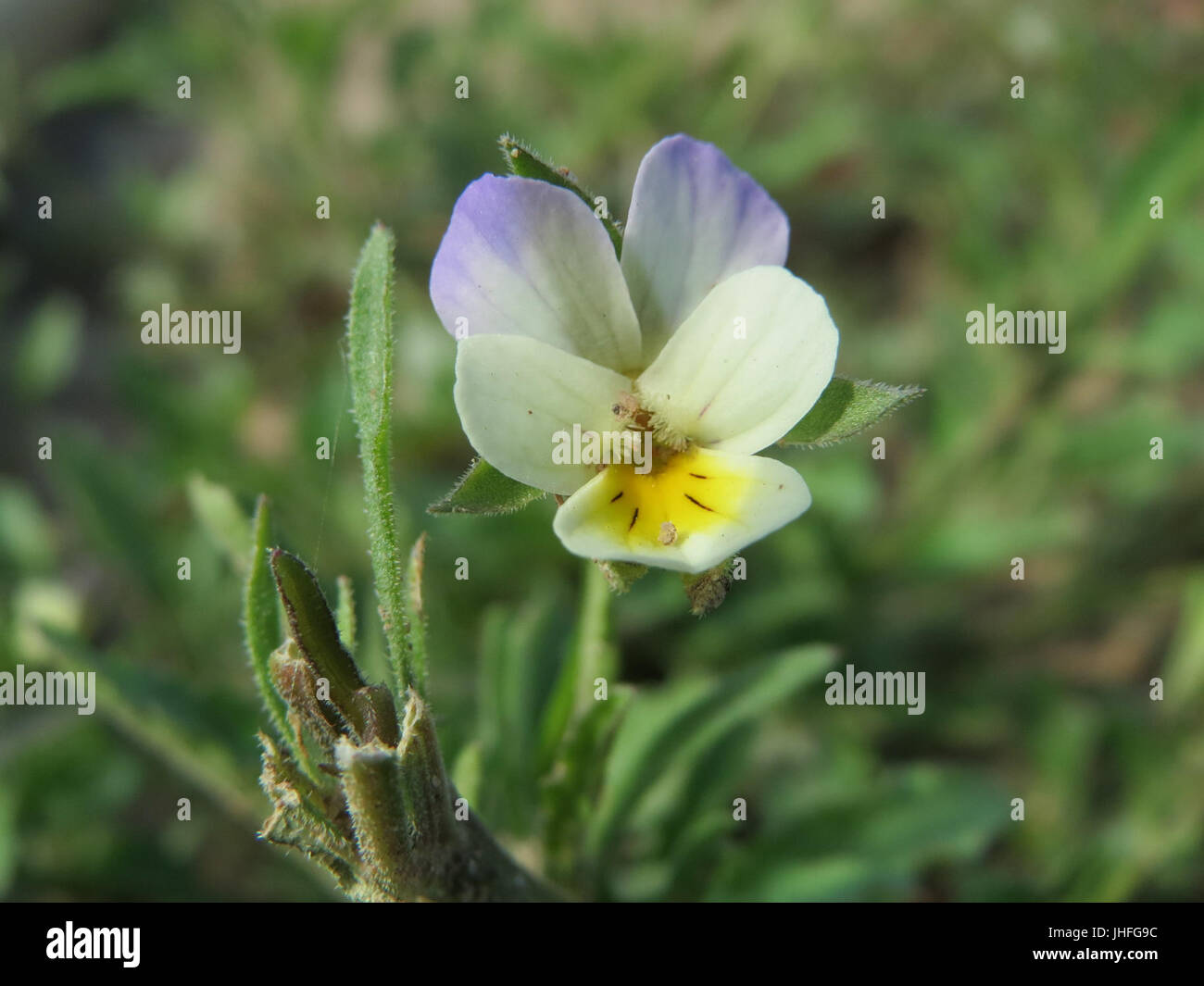 Wild viola arvensis field hi-res stock photography and images - Alamy