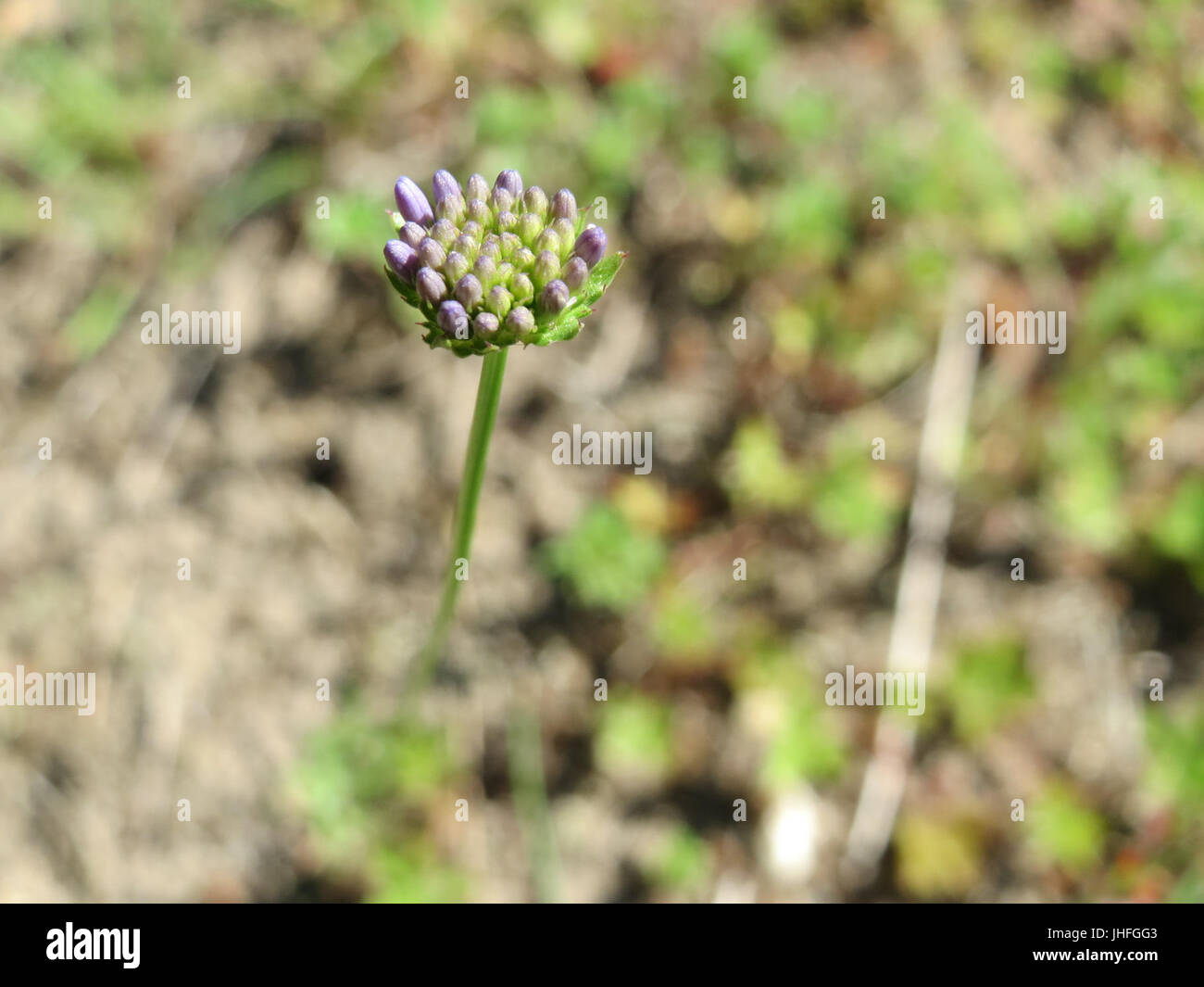Perennial scabious flowers hi-res stock photography and images - Alamy