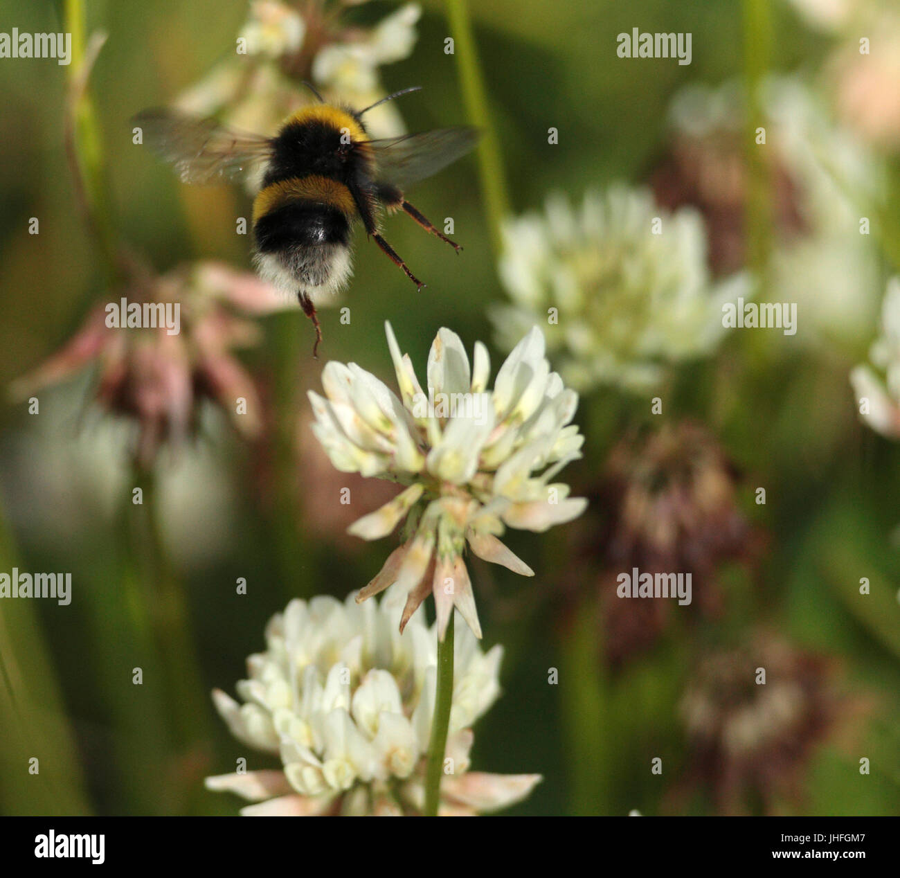 Flying humble bee hi-res stock photography and images - Alamy