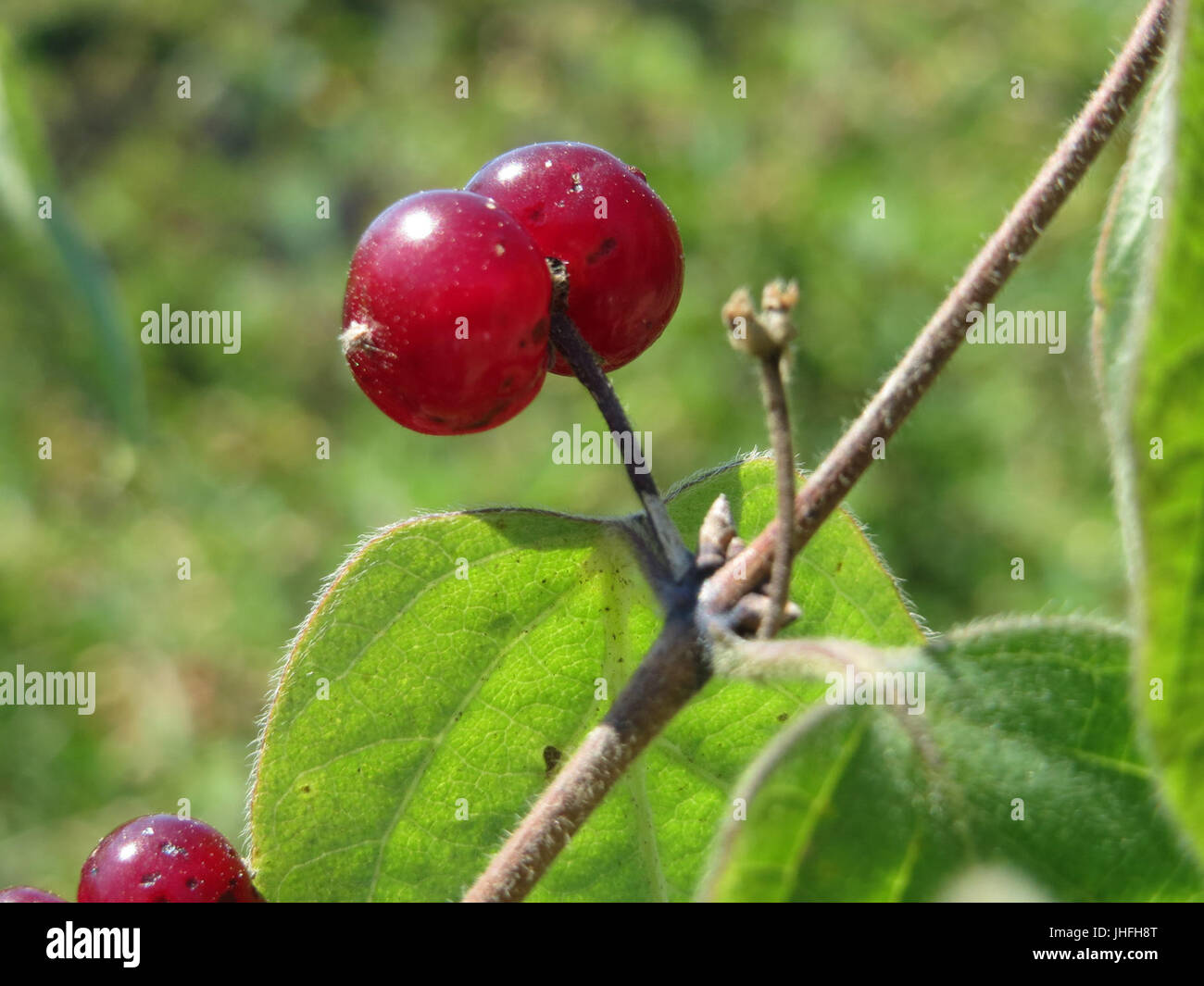 Native to northern temperate zones hi-res stock photography and images ...