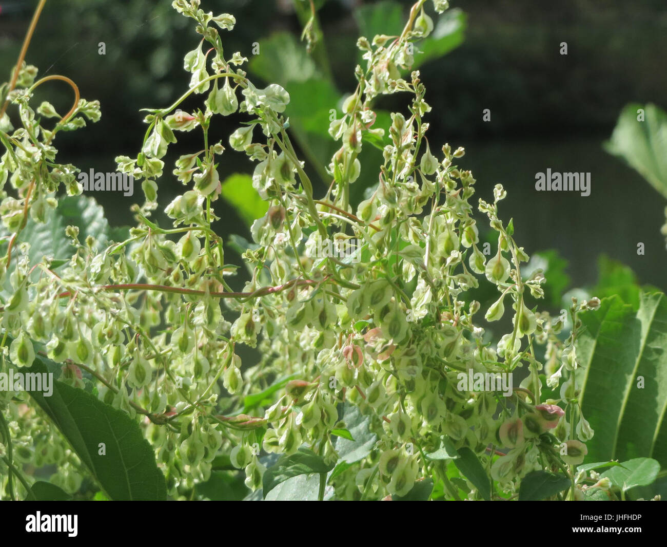 Fallopia dumetorum, commonly known as wild hop, is a climbing plant ...