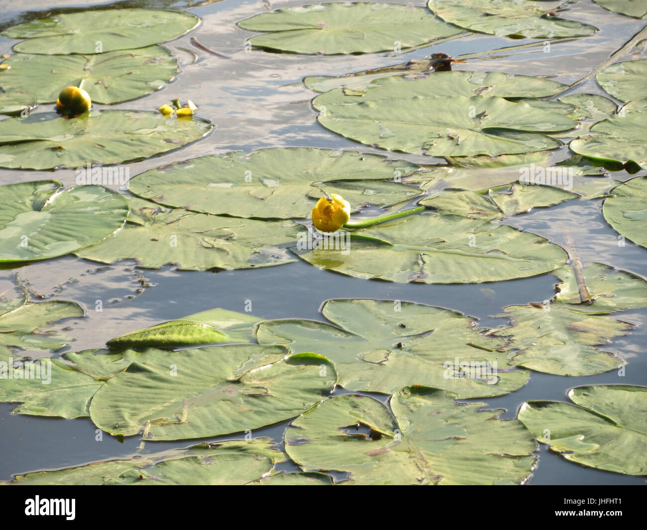 Plant species nuphar lutea hi-res stock photography and images - Alamy