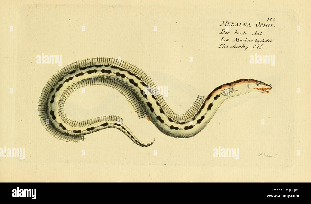 Detailed scientific depiction of various fish species hi-res stock ...