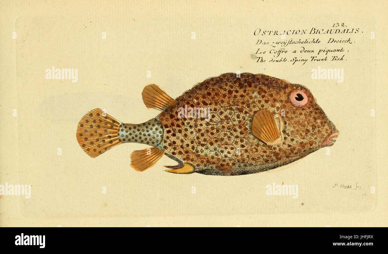 Ichthyologie; ou, Histoire naturelle des poissons (Plate 132 ...