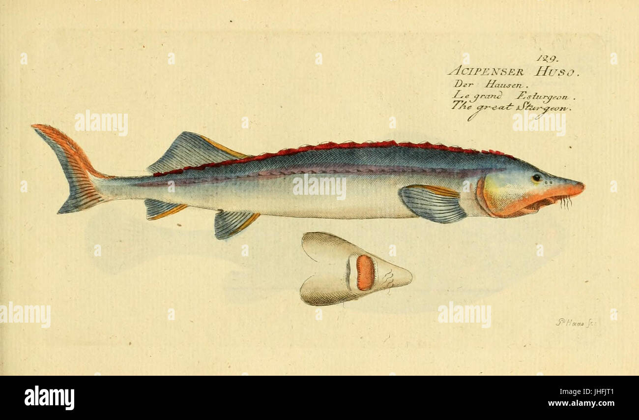 Histoire naturelle des poissons hi-res stock photography and images - Alamy
