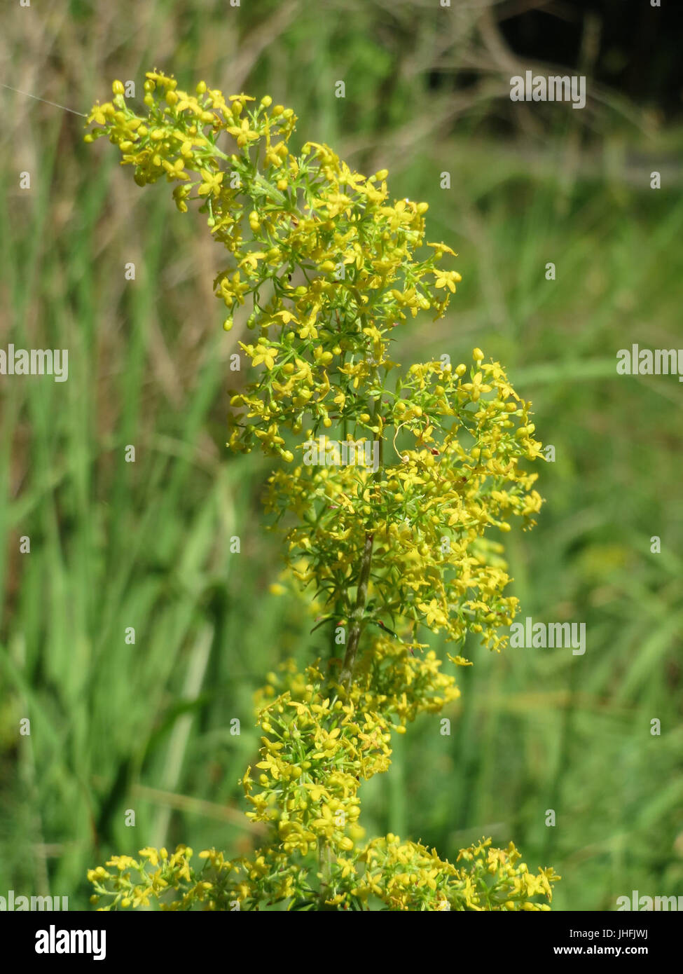 Genus galium hi-res stock photography and images - Alamy