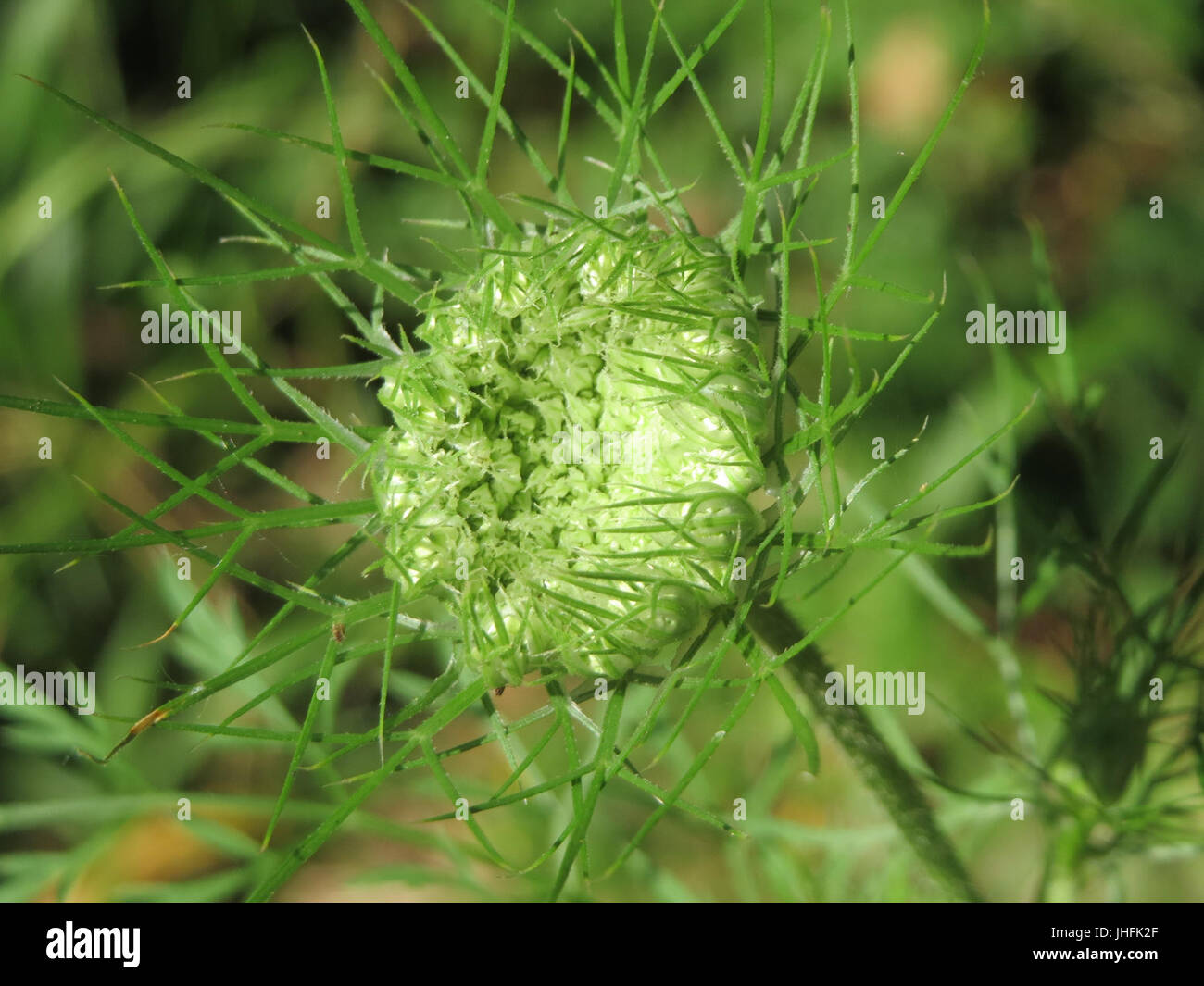Plant native to temperate regions of asia hi-res stock photography and ...