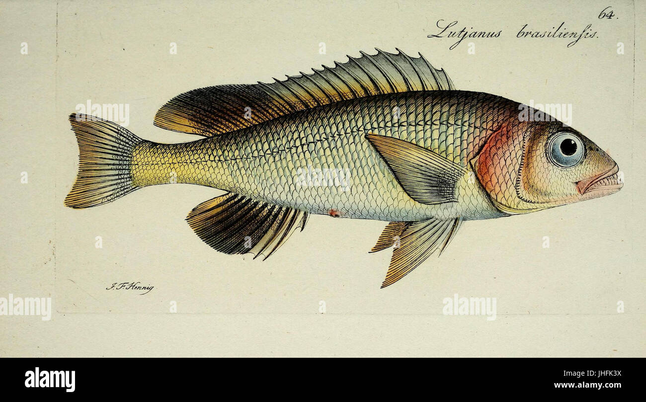M.E. Blochii ... Systema ichthyologiae iconibus CX illustratum (Plate ...