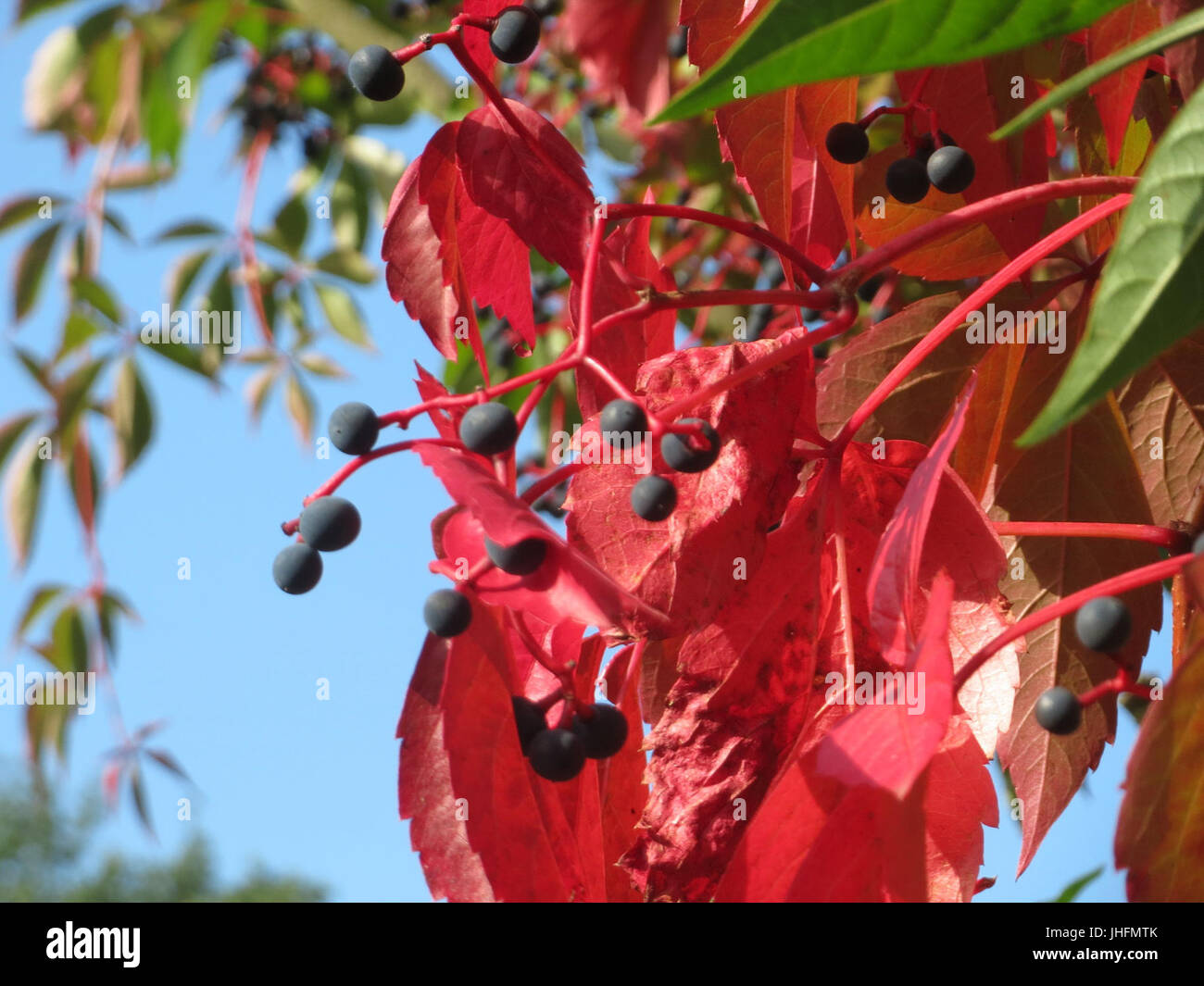 Invasive climber [climbing plant] hi-res stock photography and images ...