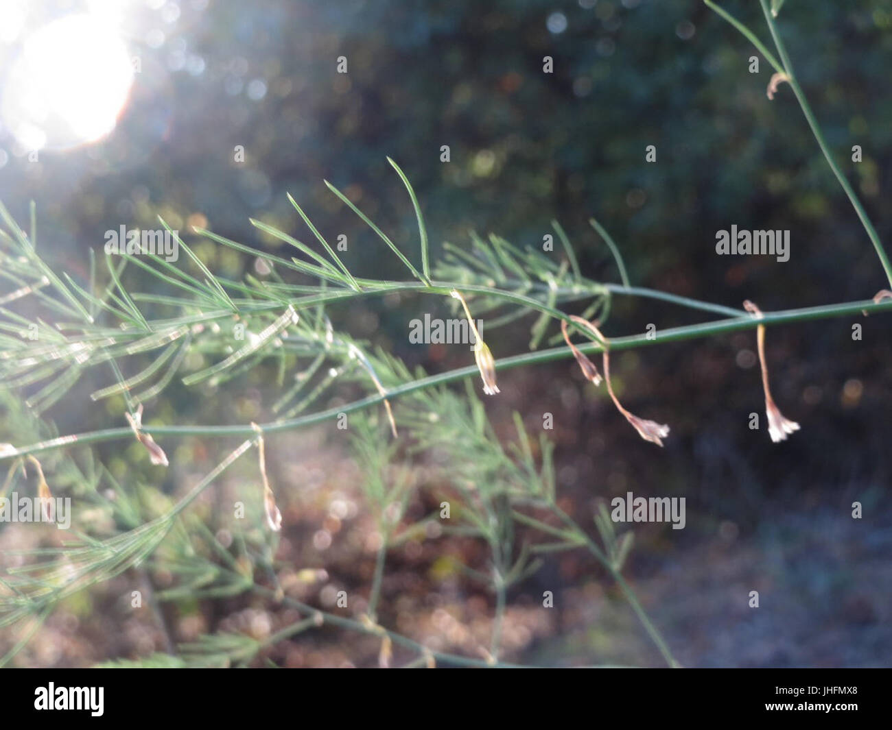 Asparagus officinalis plant hi-res stock photography and images - Alamy