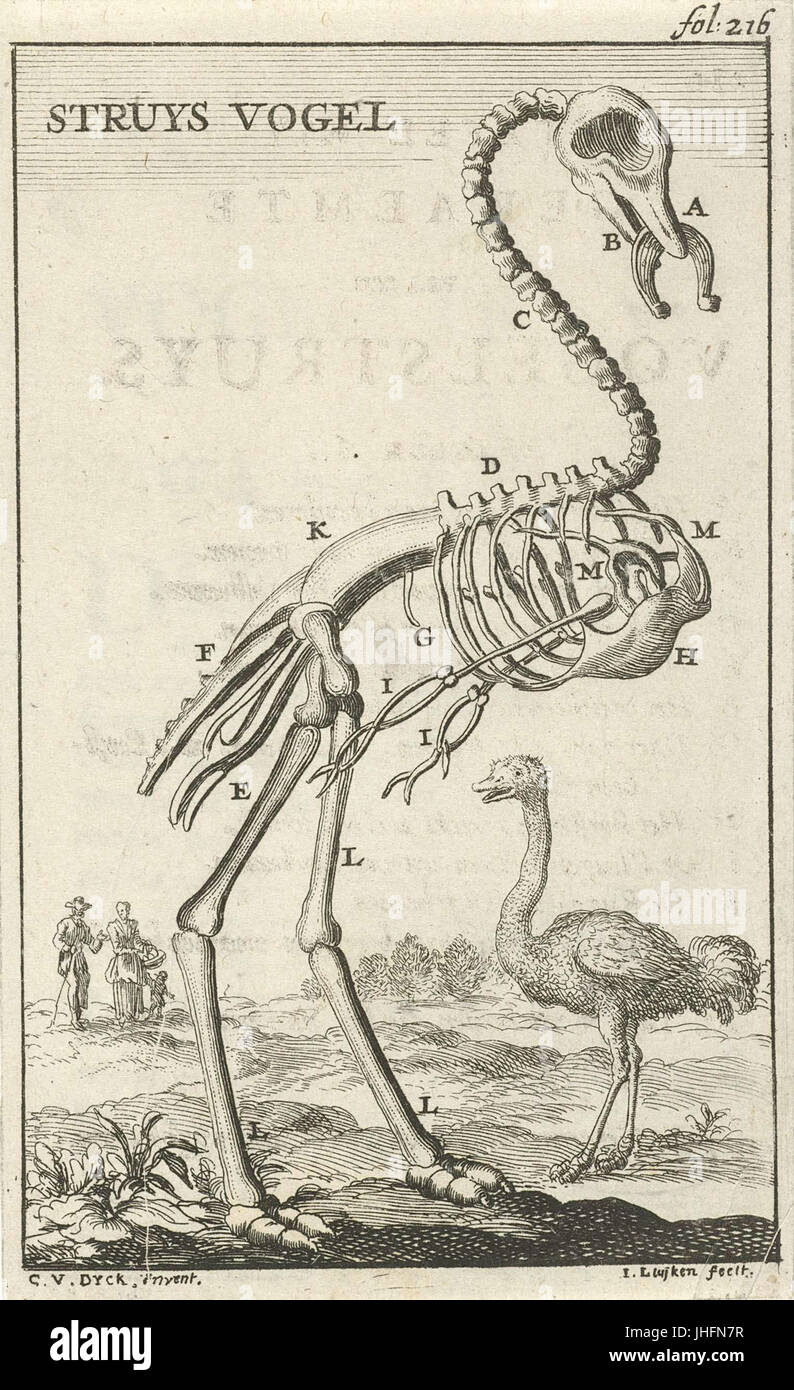 Geraamte High Resolution Stock Photography and Images - Alamy