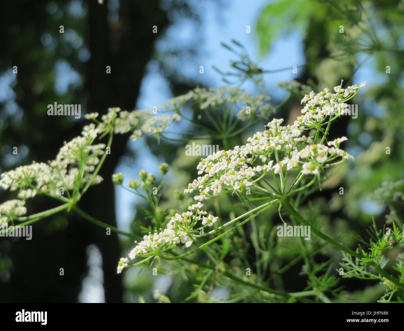 Plants bulbous root system hi-res stock photography and images - Alamy