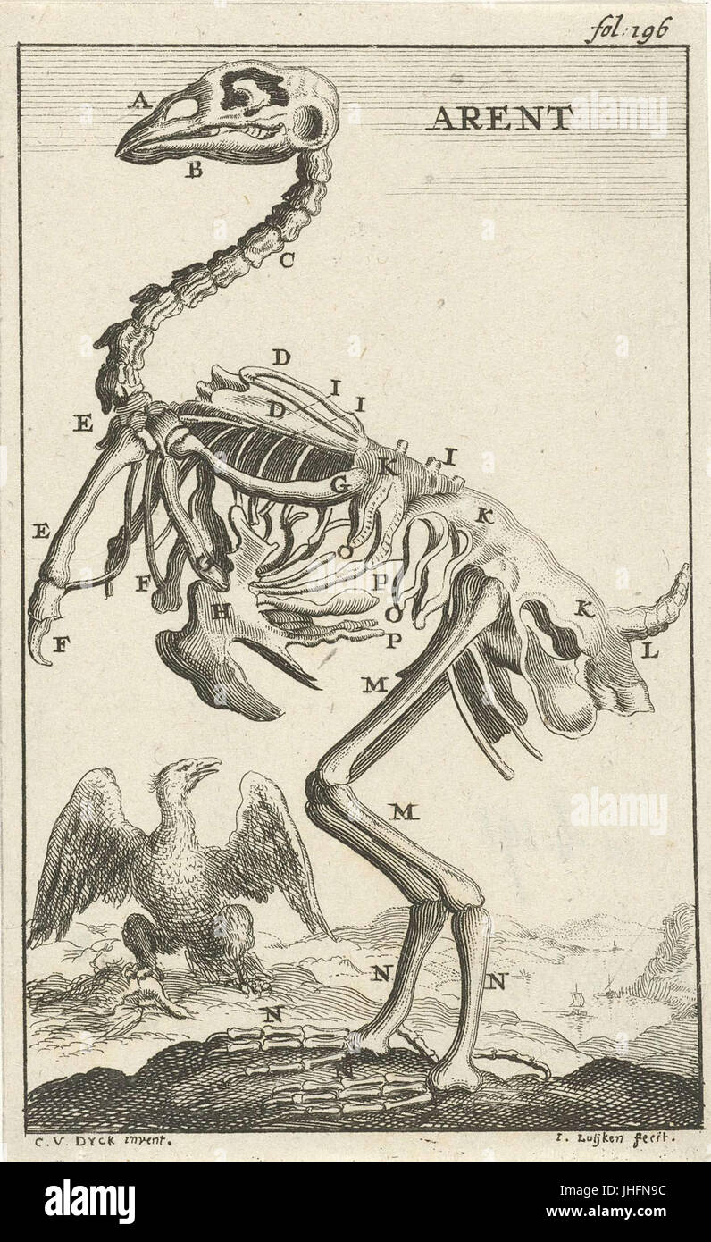 Geraamte van een arend Stock Photo - Alamy