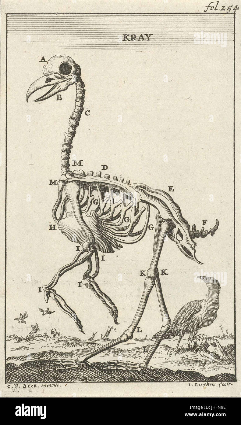 Geraamte High Resolution Stock Photography and Images - Alamy