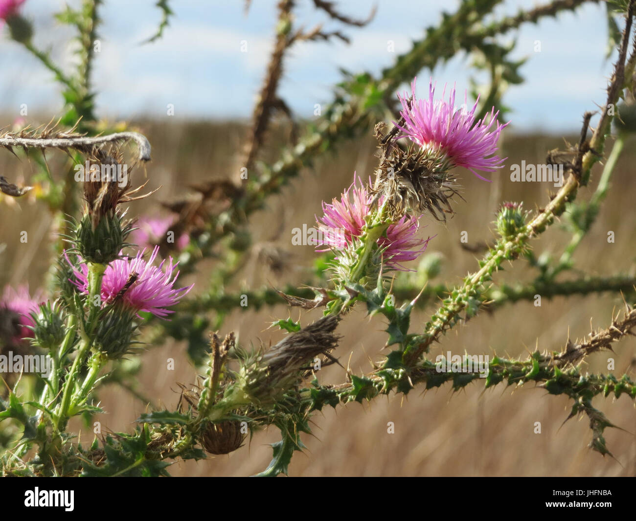 Carduus illustration hi-res stock photography and images - Alamy
