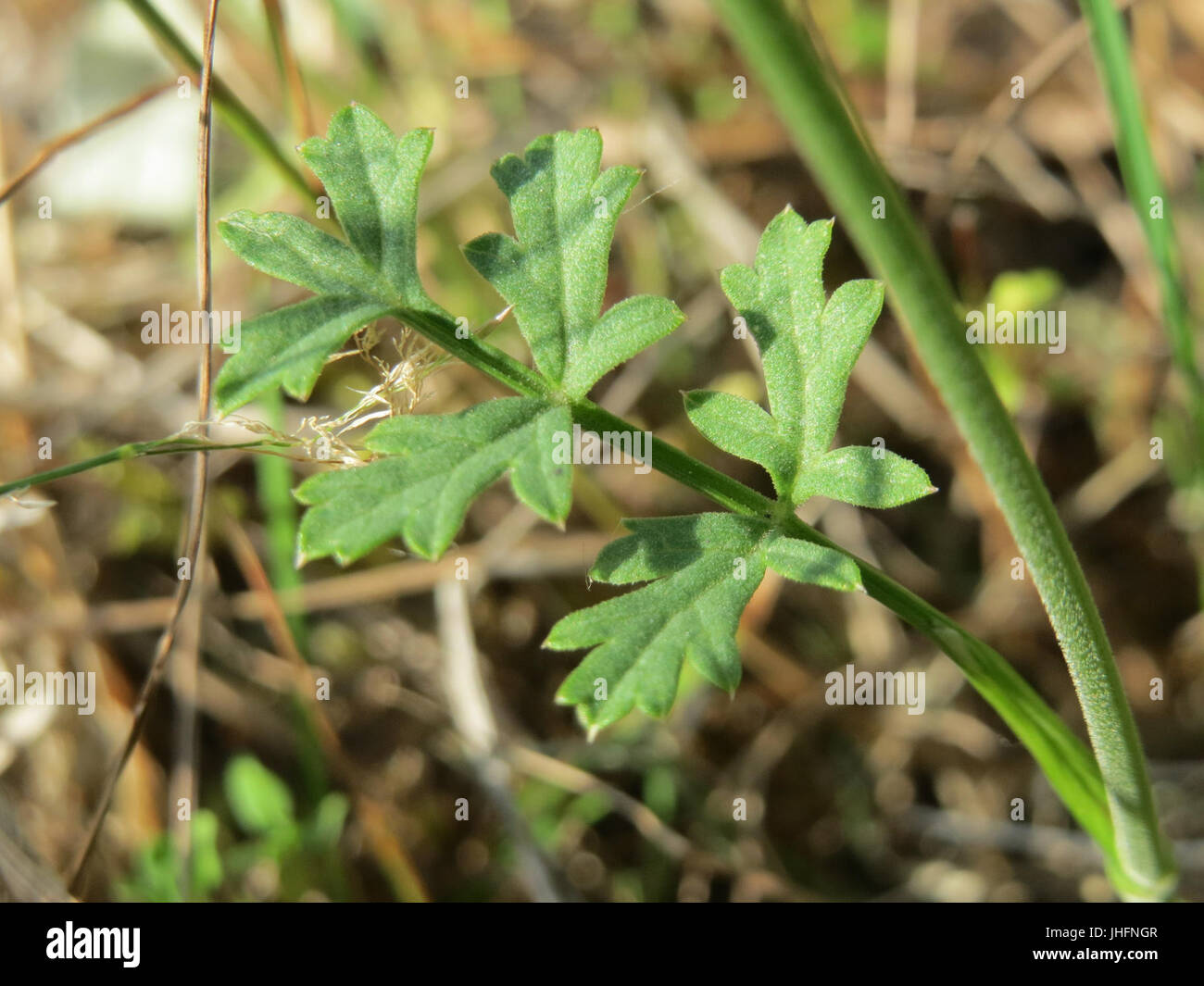 Common burnet saxifrage hi-res stock photography and images - Alamy