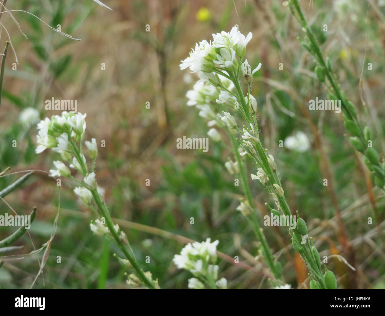 Plant species berteroa incana hi-res stock photography and images - Alamy