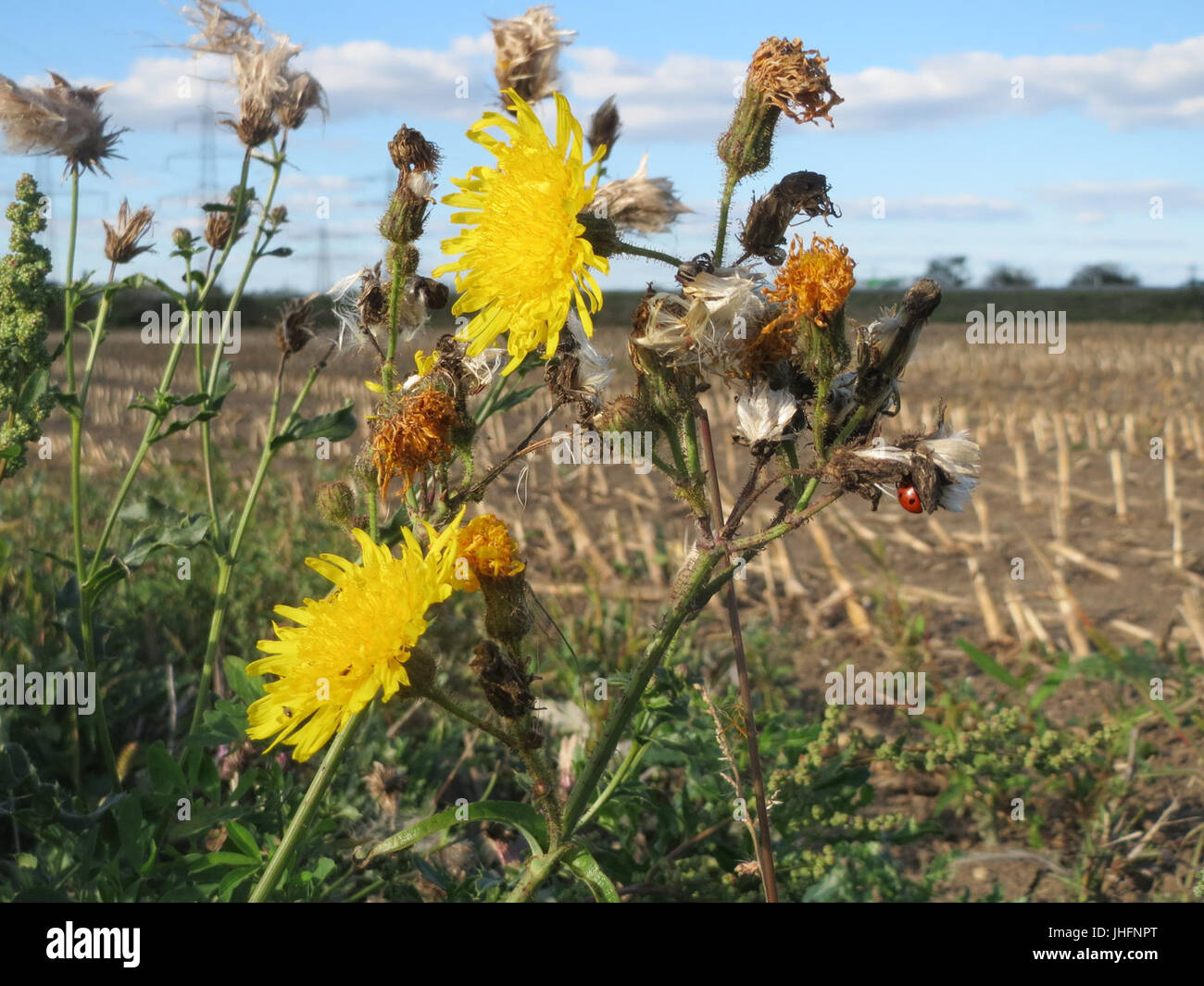 A photograph of Sonchus arvensis, commonly known as field sowthistle, a ...