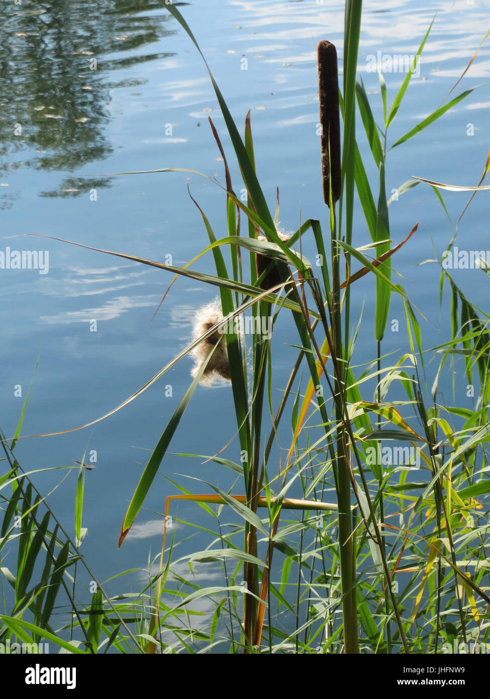 Typha latifolia common bulrush hi-res stock photography and images - Alamy