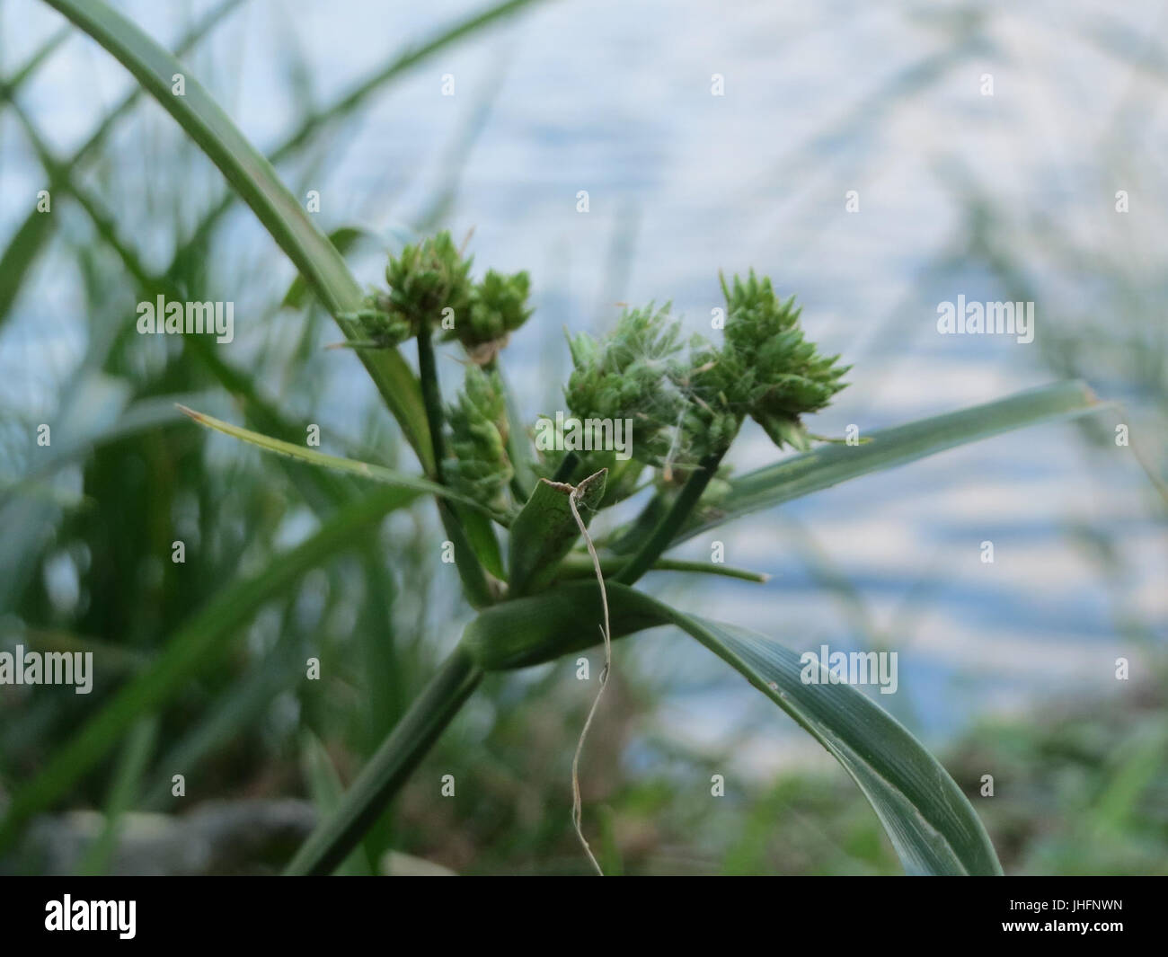 Cyperus species hi-res stock photography and images - Alamy