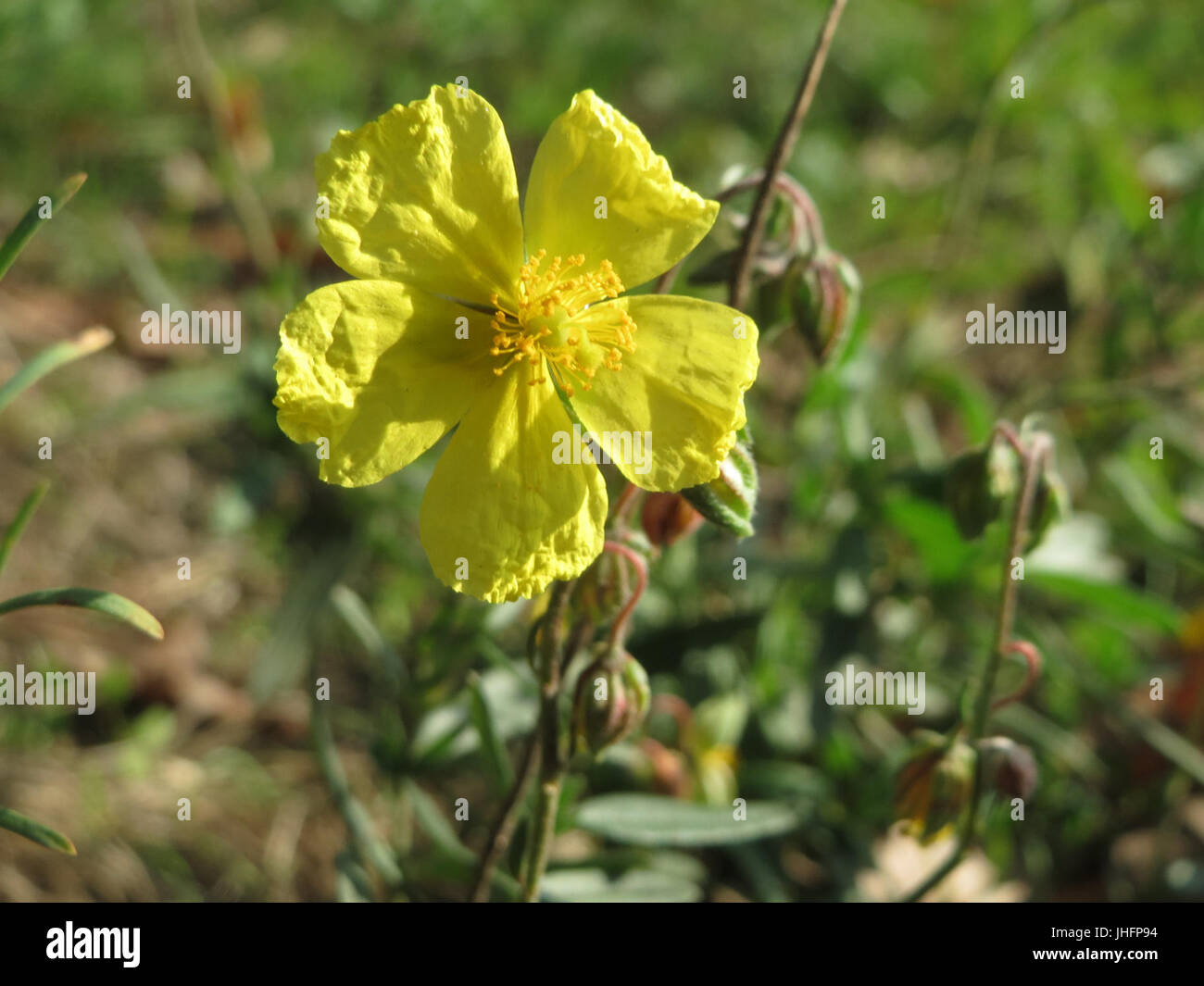 Low open shrubland hi-res stock photography and images - Alamy