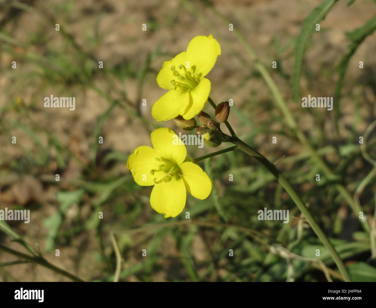 Diplotaxis tenuifolia perennial wall rocket hi-res stock photography ...