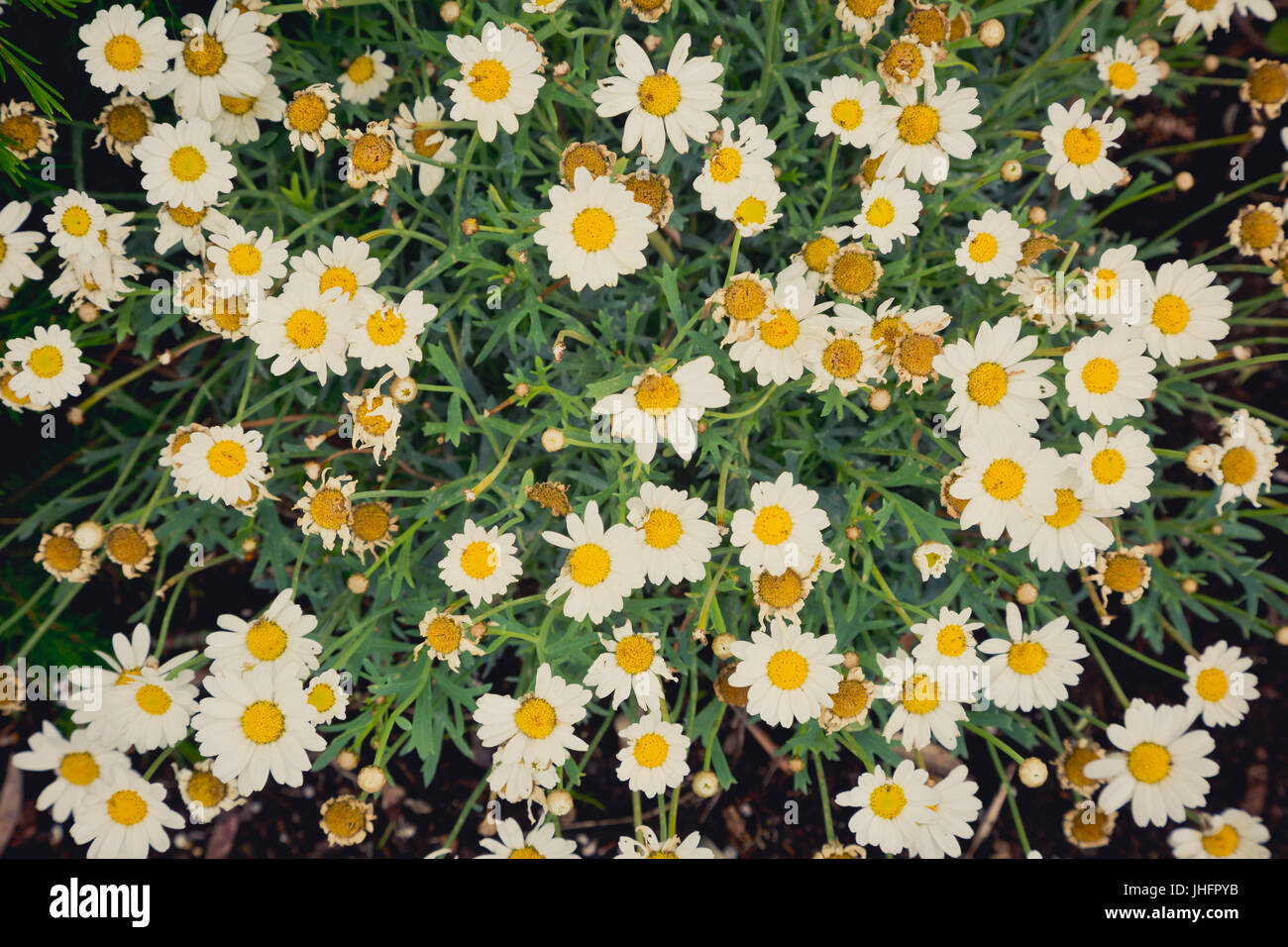 Daisies daisy flowers hi-res stock photography and images - Alamy