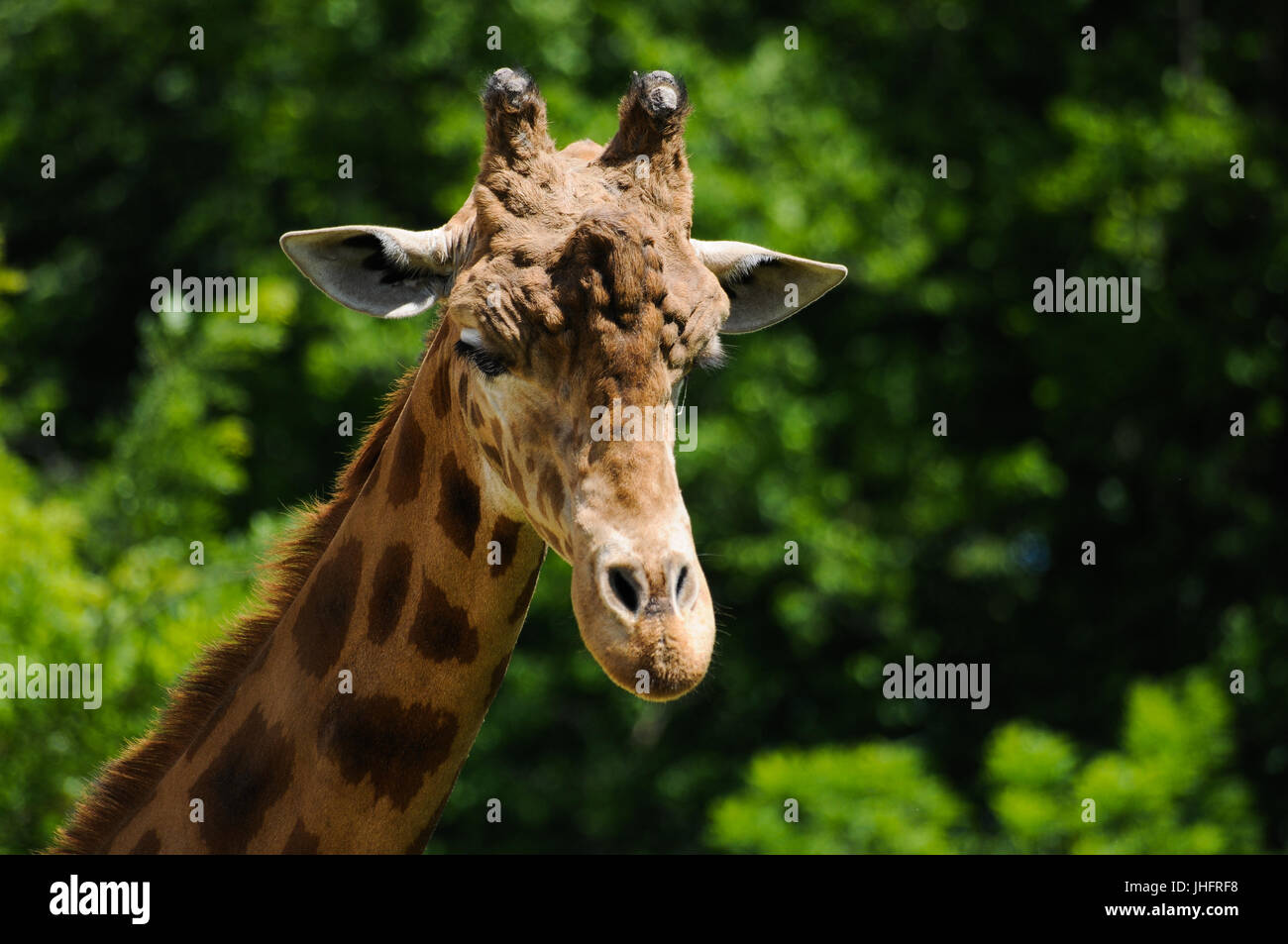 Giraffes at Tete d'or Park, Lyon (France Stock Photo - Alamy