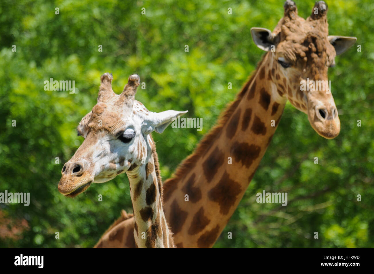 Giraffes at Tete d'or Park, Lyon (France Stock Photo - Alamy