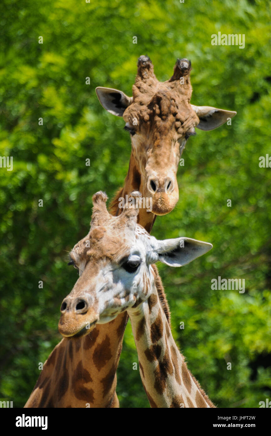Giraffes at Tete d'or Park, Lyon (France Stock Photo - Alamy