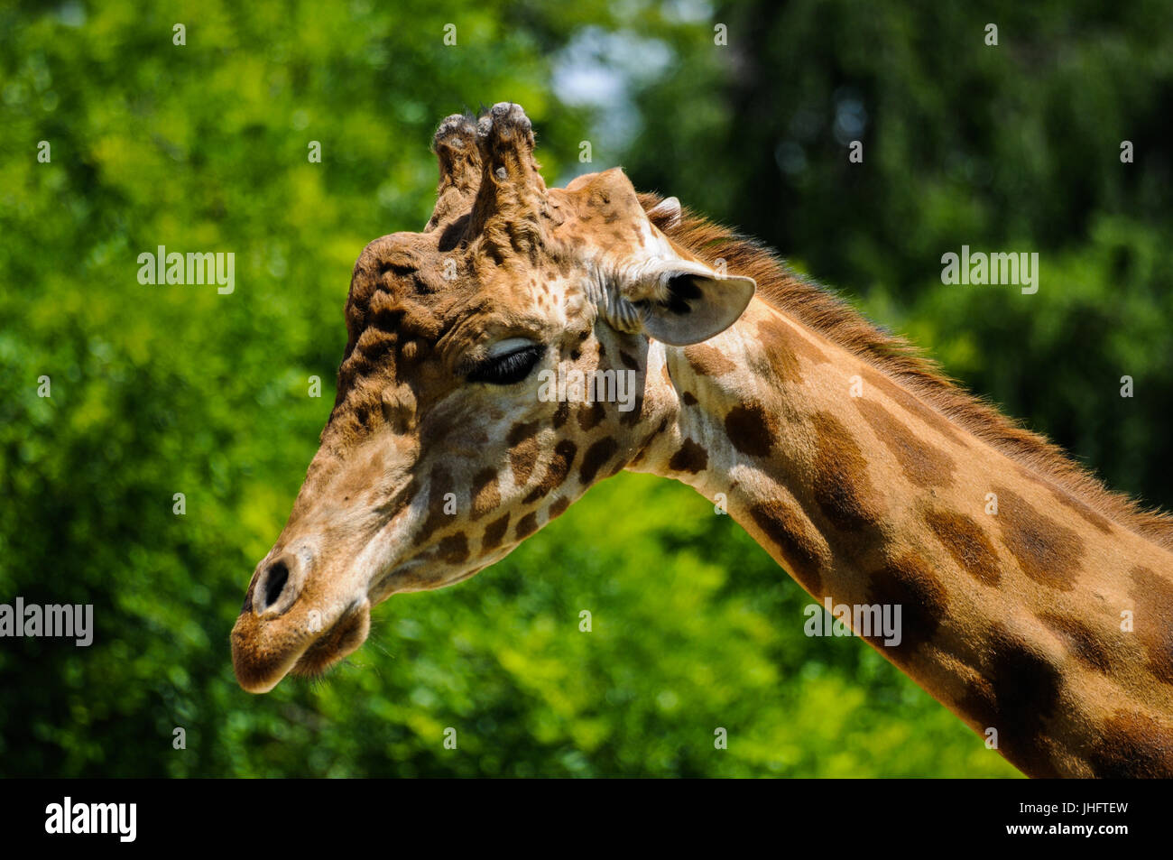 Giraffes at Tete d'or Park, Lyon (France Stock Photo - Alamy