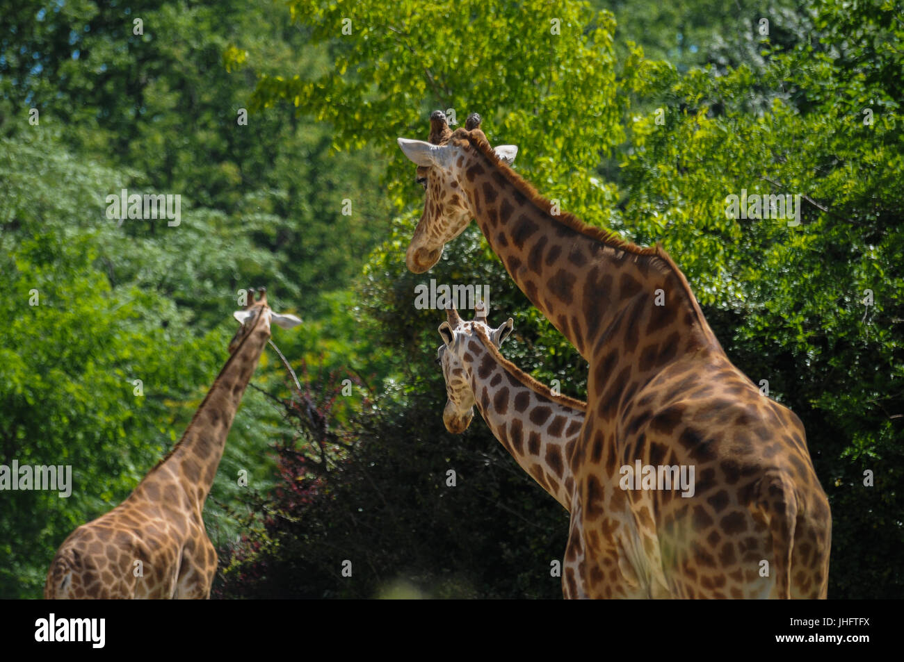 Giraffes at Tete d'or Park, Lyon (France Stock Photo - Alamy