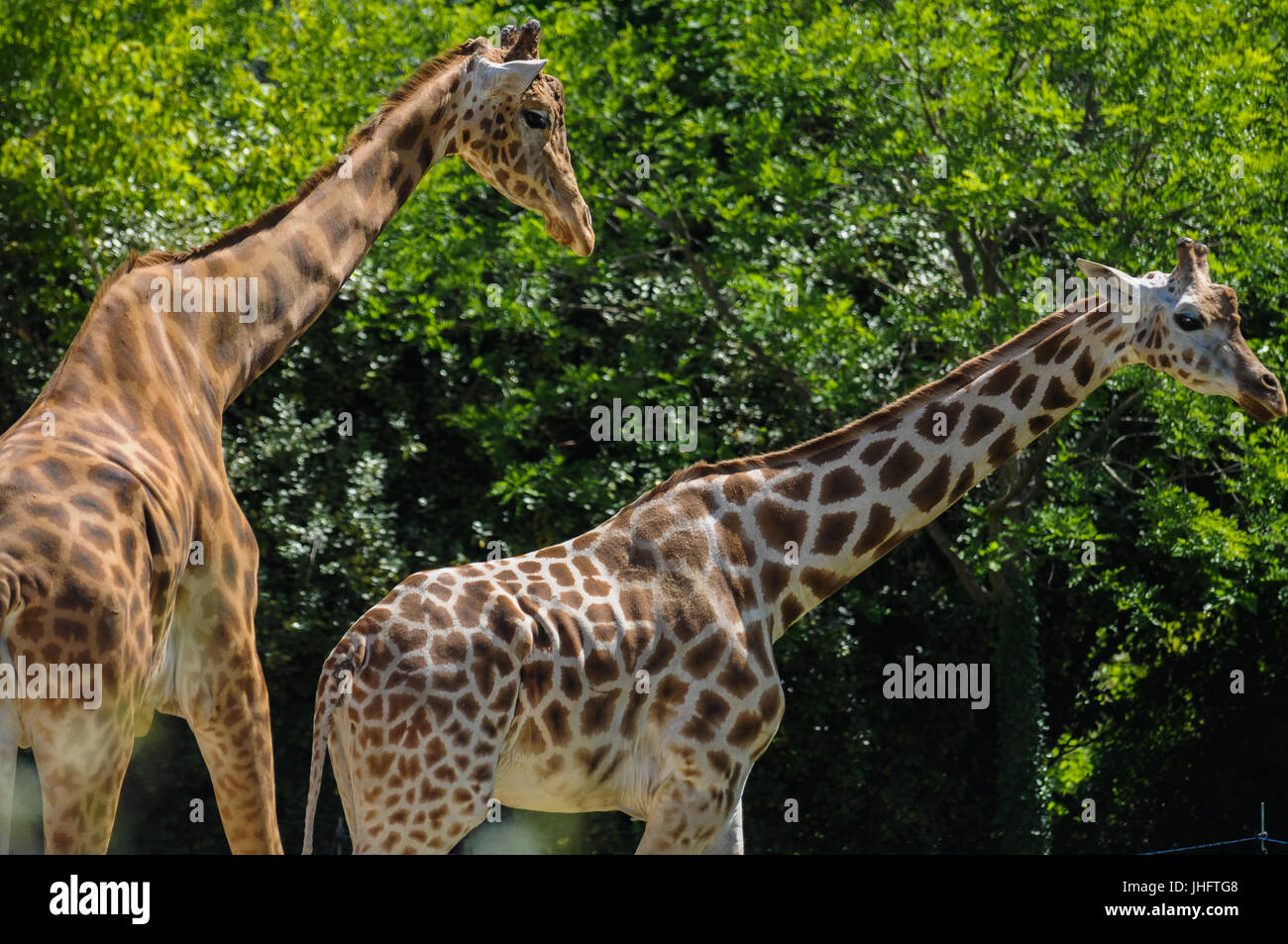 Giraffes at Tete d'or Park, Lyon (France Stock Photo - Alamy
