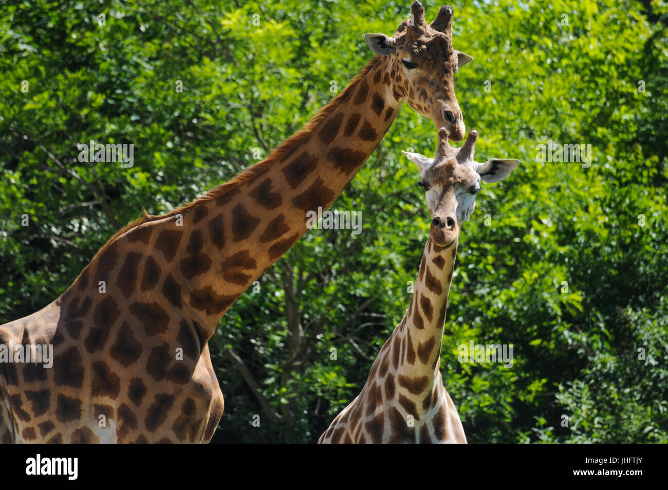 Giraffes at Tete d'or Park, Lyon (France Stock Photo - Alamy