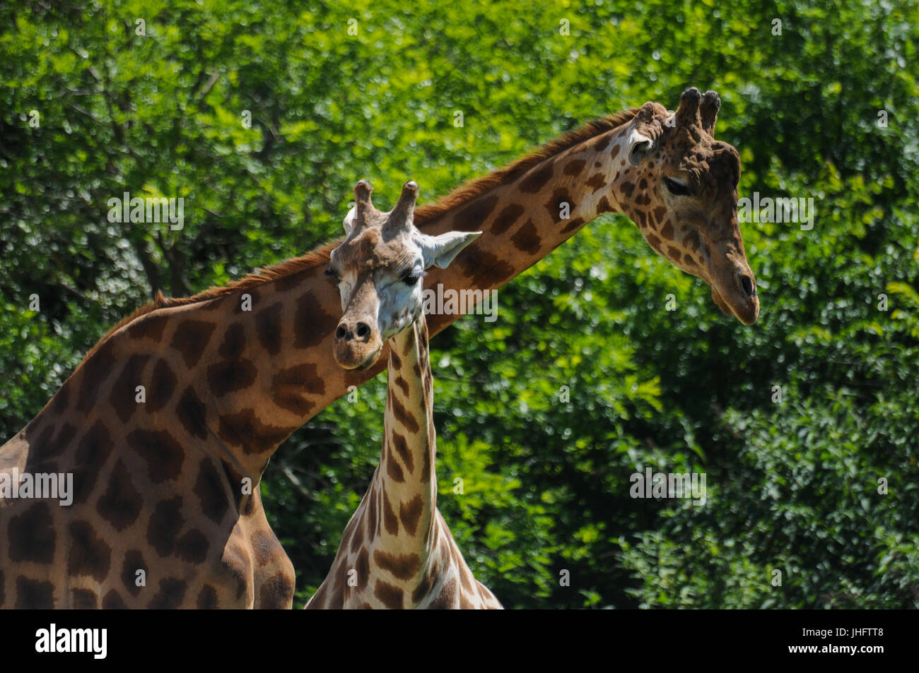 Giraffes at Tete d'or Park, Lyon (France Stock Photo - Alamy