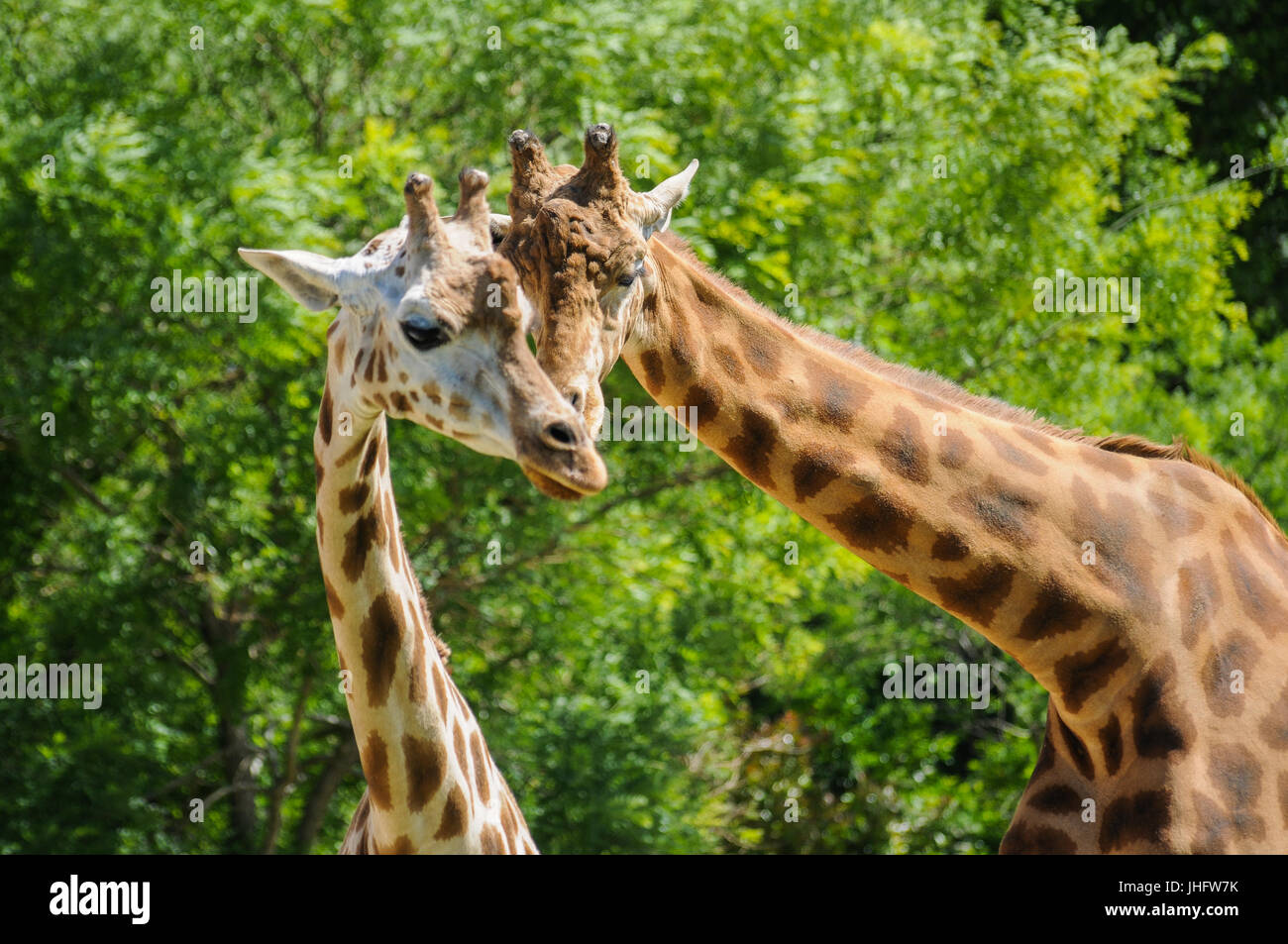 Giraffes at Tete d'or Park, Lyon (France Stock Photo - Alamy