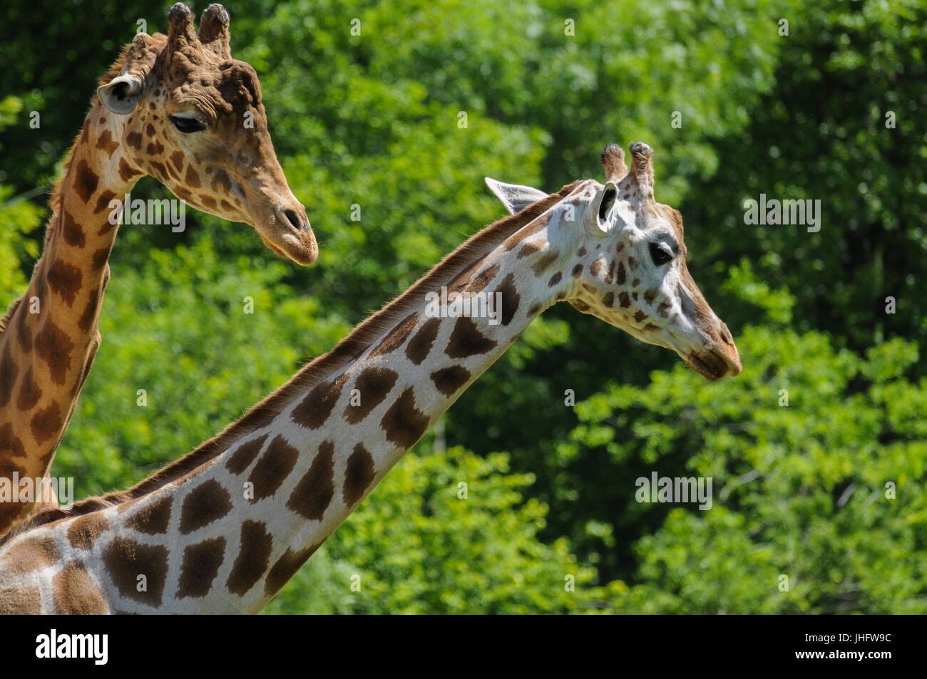 Giraffes at Tete d'or Park, Lyon (France Stock Photo - Alamy