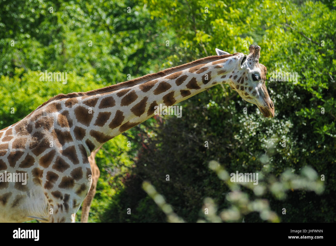 Giraffes at Tete d'or Park, Lyon (France Stock Photo - Alamy
