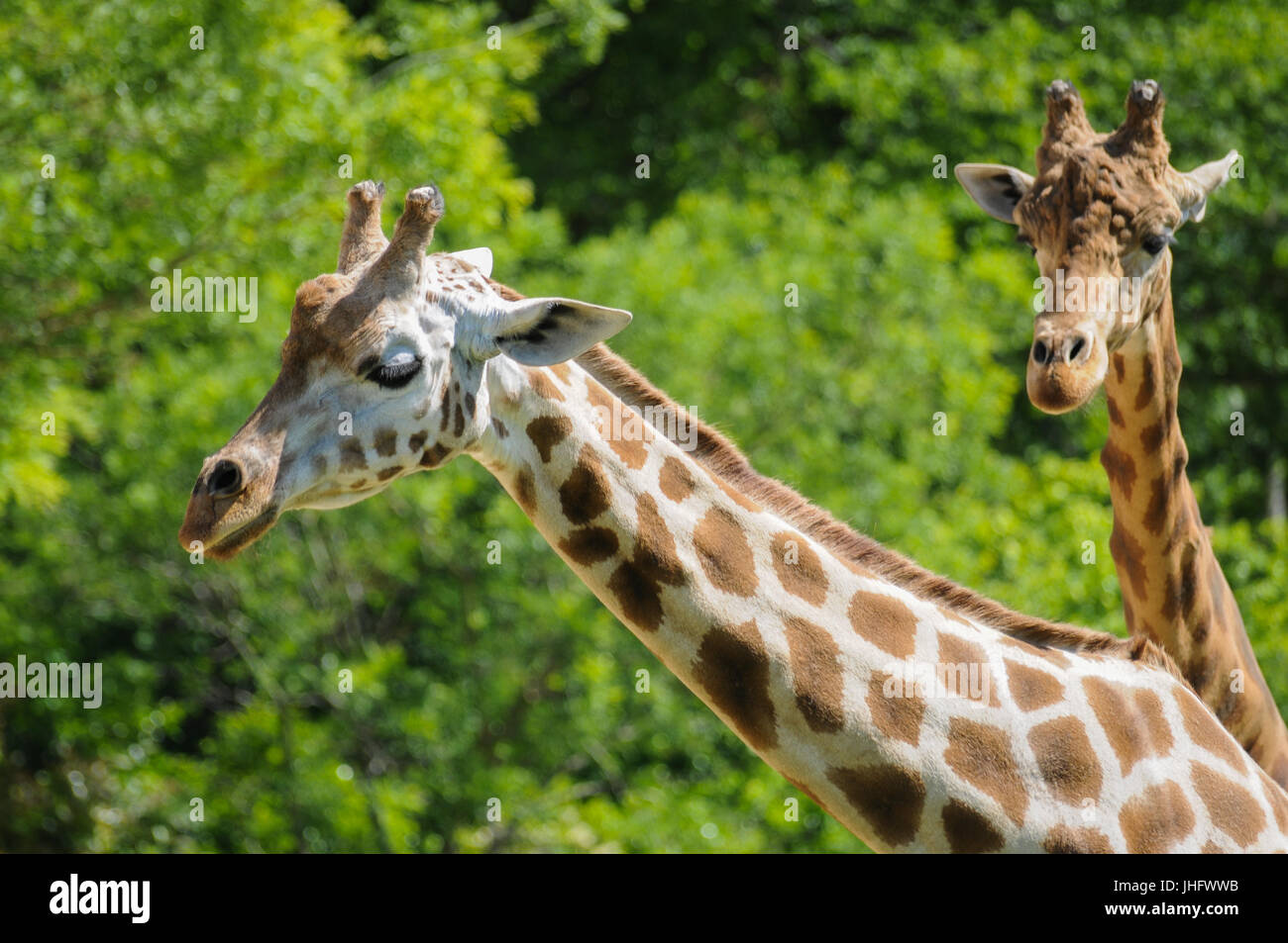 Giraffes at Tete d'or Park, Lyon (France Stock Photo - Alamy