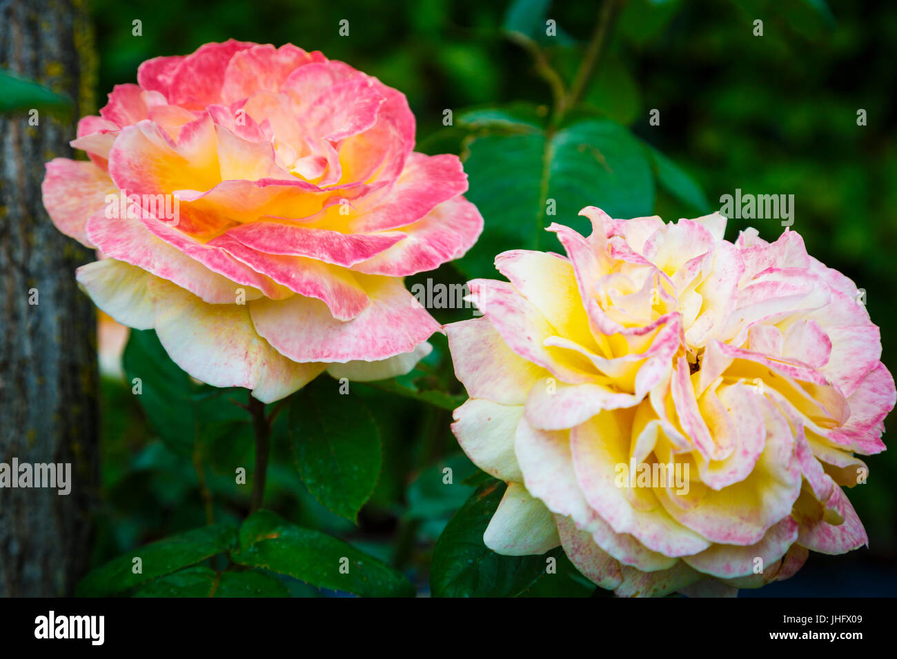Bush beautiful pink roses hi-res stock photography and images - Alamy