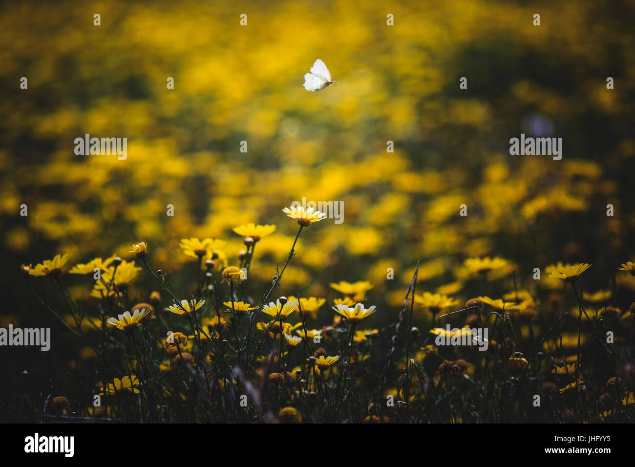 Yellow flying butterfly hi-res stock photography and images - Alamy