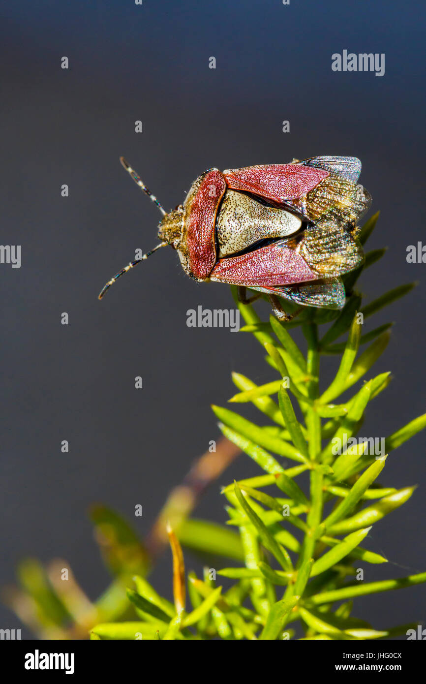Sloe bug (Dolycoris baccarum Stock Photo - Alamy
