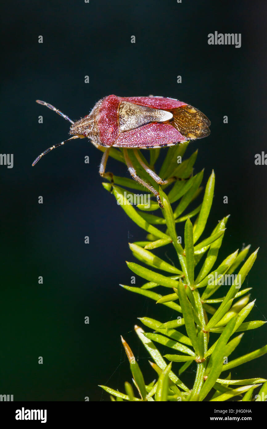 Sloe bug (Dolycoris baccarum Stock Photo - Alamy