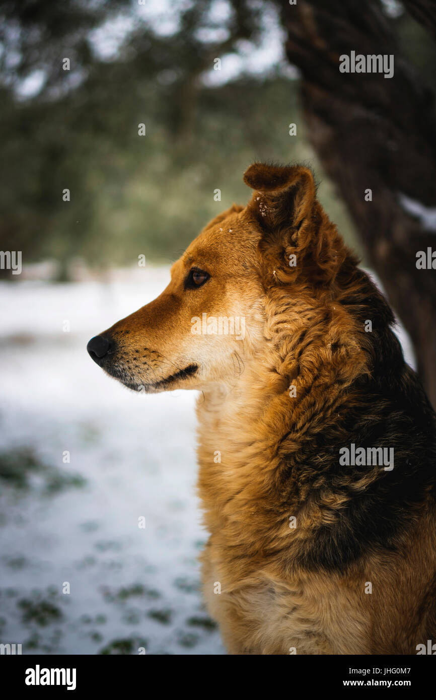 Cinnamon the dog Stock Photo - Alamy