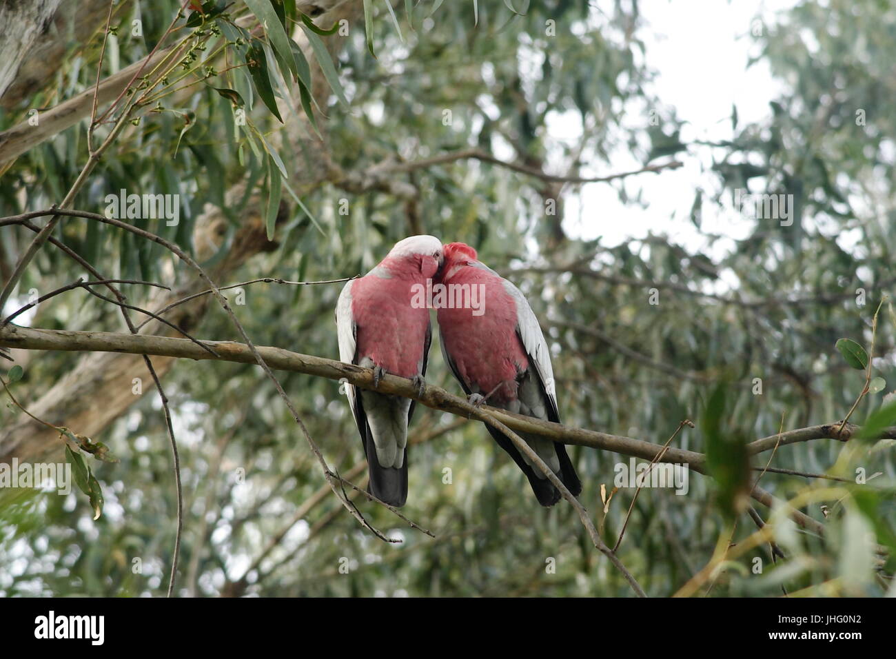 A Pair of Pink Galahs, Eolophus roseicapilla, courting in a Eucalyptus ...