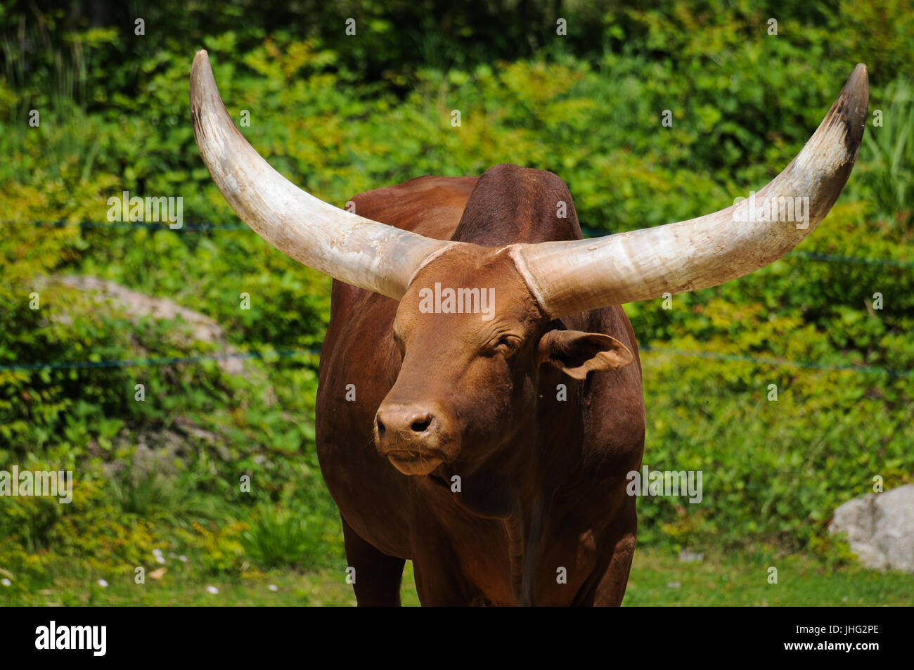 Long Horn Ox High Resolution Stock Photography and Images - Alamy