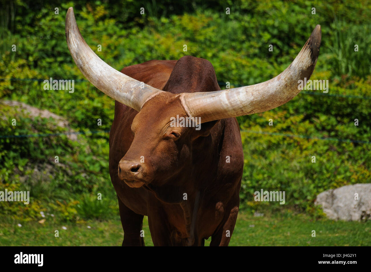 Long horn ox hi-res stock photography and images - Alamy